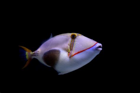 「balistidae」の画像 5 100 件の Stock 写真、ベクターおよびビデオ Adobe Stock