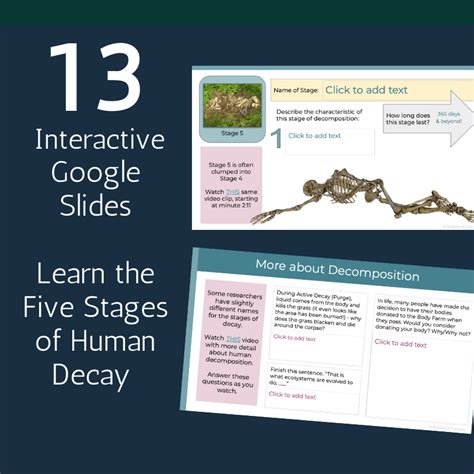 Human Decomposition Stages