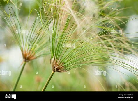Cyperus Papyrus Papyrus Sedge Paper Reed Indian Matting Plant Nile