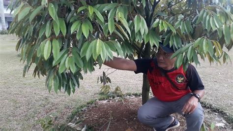 Kebun Durian Musang King YouTube