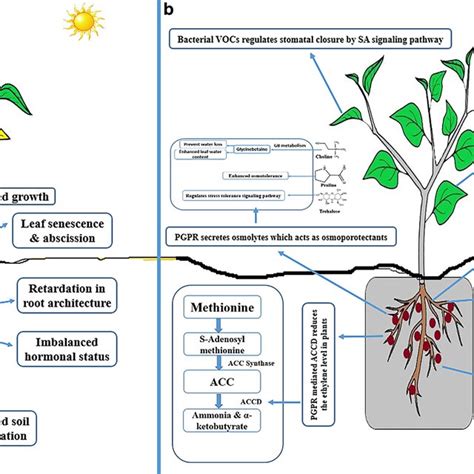 Schematic Representation A Drought Impact On Crop Plants B Pgpr