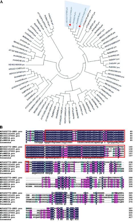 Phylogenetic Analysis And Sequence Alignment Of Mdsnd A Phylogenetic
