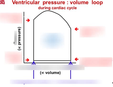 Ventricular Pressurevolume Loop Diagram Quizlet