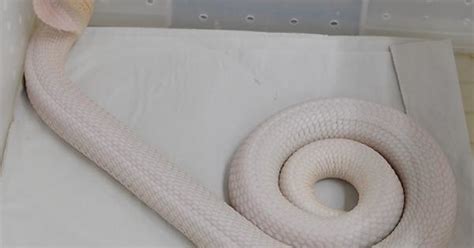 Albino Cobra Imgur