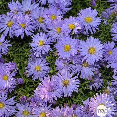Aster Dumosus Culture Entretien Et Floraison