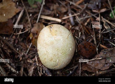 The Fascinating World Of Autumnal Woodland And Grassland Fungi Credit