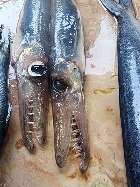 ظهرت أول مرة منذ 4 سنوات سمكة غريبة تظهر للمرة الثانية في طرطوس صور أثر برس