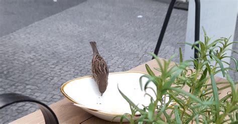 Living Innovation Lab Green Infrastructure Examples Of Green Infrastructure Berlin