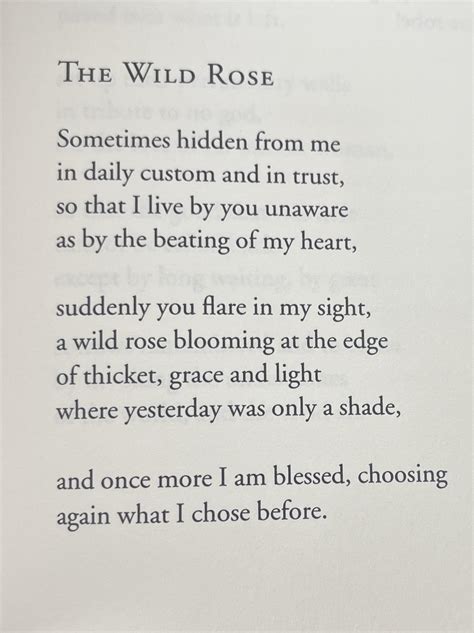 Poem The Wild Rose By Wendell Berry Rpoetry