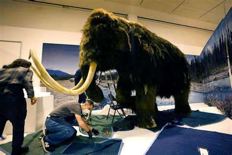Company Creates Woolly Mouse In Quest To Bring Back Mammoths Turns Out Its Really Cute