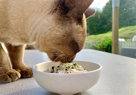Vet Approved Homemade Cat Food Recipes Ultimate Guide