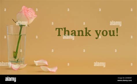 Thank You Text Greeting Card Holiday Background Delicate Pink Roses On