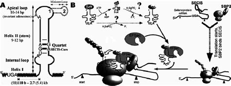 A Scheme Of Human Secis Elements Two Forms Are Known To Exist Download Scientific Diagram