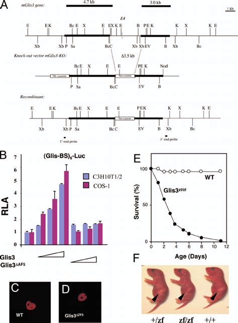 Targeting The Glis3 Locus A Schematic View Of The Mouse Glis3 Locus