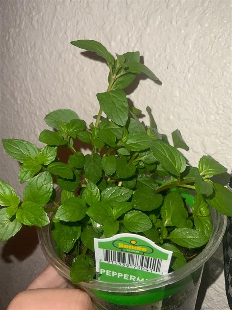 Peppermint Plant In Pot