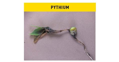 Pythium Image