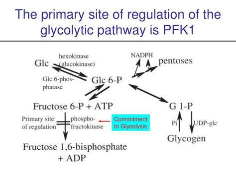 PPT Glycolysis Regulation PowerPoint Presentation ID