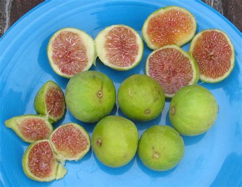 10 เมล็ด เมล็ดมะเดื่อฝรั่ง Figs สายพันธุ์ Conadria คอนาเดีย ของแท้ 100 มะเดื่อฝรั่ง หรือ ลูก