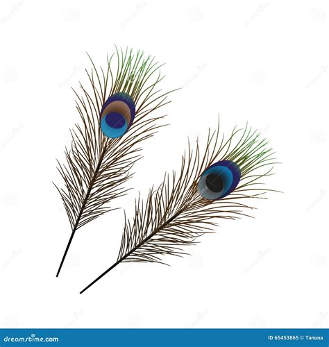 Vector Peacock Feather Stock Vector Illustration Of Drawing 65453865