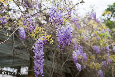 【桃園。中壢景點】元生公園紫藤花開囉 季節限定的美景 ~ 紫色浪漫來襲。現正熱映中~旅遊walkerland窩客島