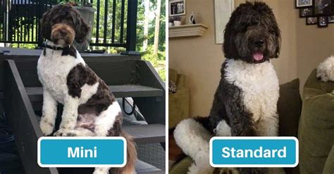 Aussiedoodle Size Full Grown How Big Do Aussiedoodles Get Toy Mini