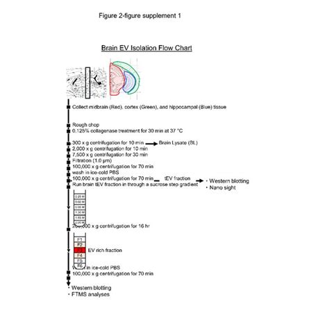 Figure Supplement 1 Brain Ev Isolation Experimental Flow Chart 1074