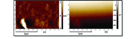 A Fractal Shape Of The Boundary Lines Of The Layer B Potential