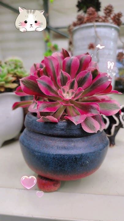 방울복랑 과 다육이들 다육이 다육이분갈이 다육이키우기 다육농원 식물 배합토 반려식물 식집사 디자인 다육이를 부탁해 식집사일상 방울복랑 키핑장