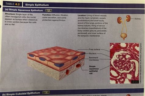 CHAPTER 4 4 1 Tissue Histology 4 2 Embryonic Tissue 4 3