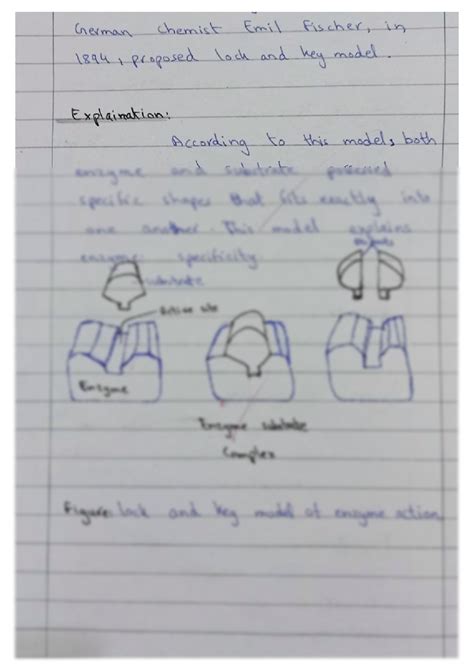 SOLUTION Lock And Key Model Of Enzyme Action Studypool