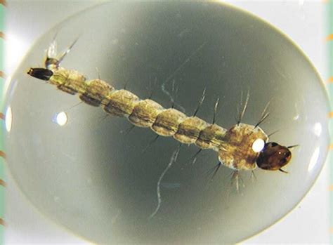 Aedes Aegypti Conoce Tres Datos Sobre El Mosquito Del Dengue CURADAS