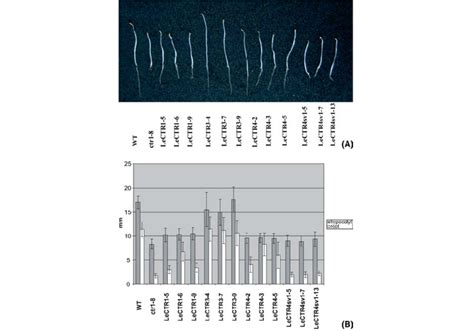 A Phenotypes Of 5 Day Old Etiolated Arabidopsis Seedlings In