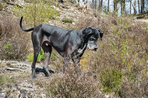 10 Sexy Dog Breeds Unveiling The Allure Of Dog Beauty Pets Sage