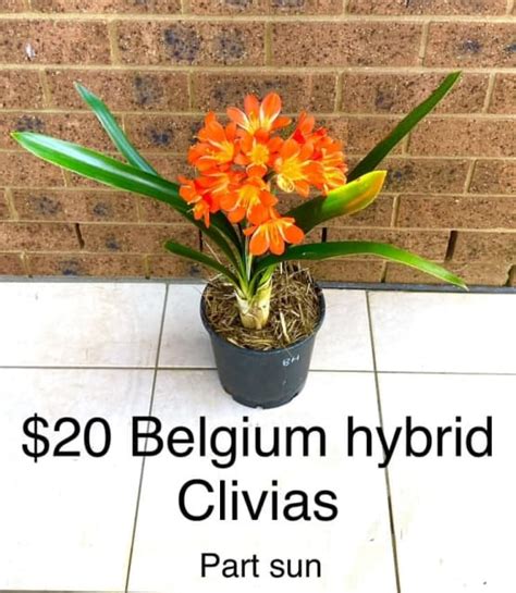 20 Orange Belgium Hybrid Clivias Plants In Oakdale Nsw Gumtree