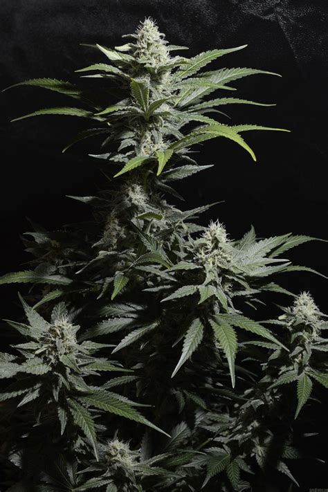 Strain Gallery Wappa Paradise Seeds Pic 11071516193059932 By Fourtwenty