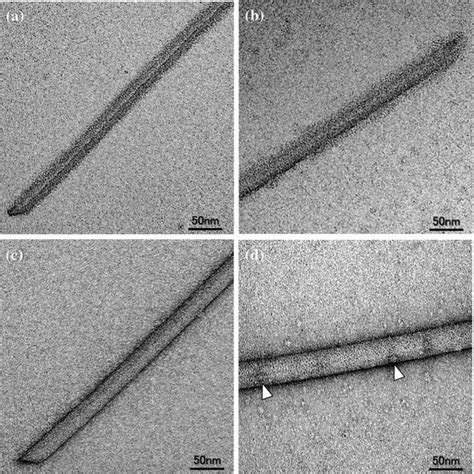 Length Distribution Of Particles Localized On Cellulose Microfibrils
