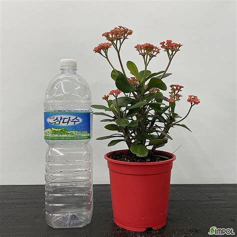 심폴 Simpol 심폴 Simpol Added A New Photo