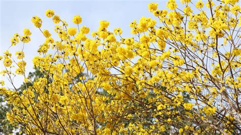 Stunning Yellow Flowering Trees For Your Yard