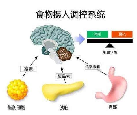 食欲旺盛 难以控制 是“易胖体质” 其实是一种荷尔蒙作怪