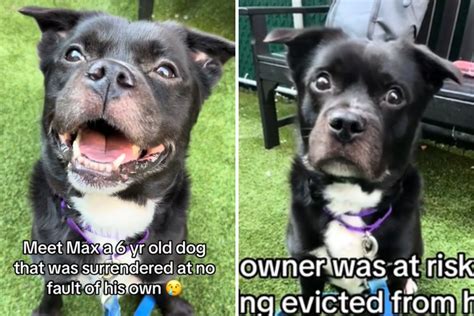 Heartbreaking Reason Dog Was Surrendered To Shelter No Fault Of His
