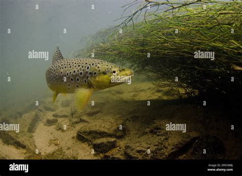 Salmo Trutta Forma Fario Brown Trout River Trout Mountain Trout Stone Trout Brown Trout