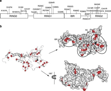 Structure And Function Of Parkin E3 Ubiquitin Ligase Reveals Aspects Of
