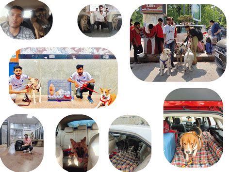 Best Pet Relocation Services Hyderabad Safe And Reliable Transport