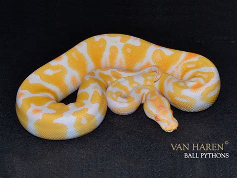 Morph List World Of Ball Pythons