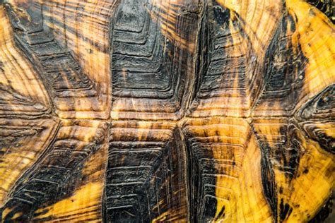Texture Of Turtle Shell Stock Photo Image Of Beautiful 75213196