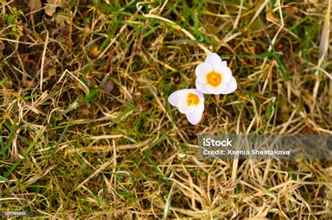 꽃 Crocuses 전체 꽃 흰색 라일락 색상 시든 잔디에 성장 자연 야외에서 첫 번째 봄 꽃 맨 위 보기 0명에 대한 스톡