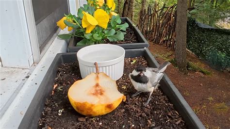 잘 익은 배 반쪽을 두었더니 Youtube