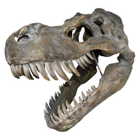 Fossils And Dinosaurs