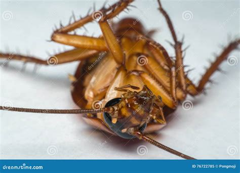 Macro Of Cockroach Insects Of The Order Blattodea Stock Image Image