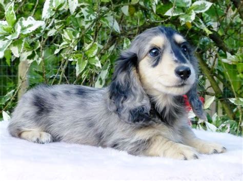 Black And Cream Dachshund